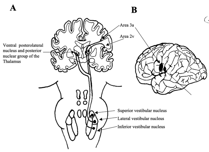 Auditory & Vestibular Pathways - NK Australia - Institute of ...